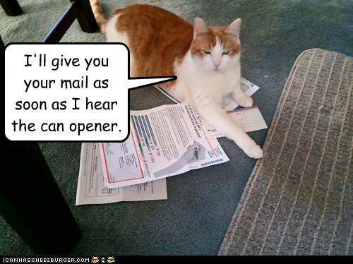 I'll give you your mail - Lolcats - lol | cat memes | funny cats ...
