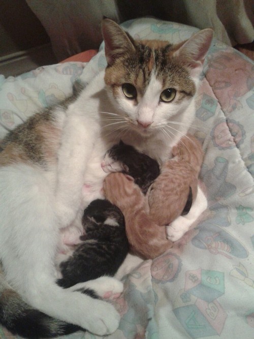 Cyoot Kittehs of teh Day: Proud Mama - I Can Has Cheezburger?