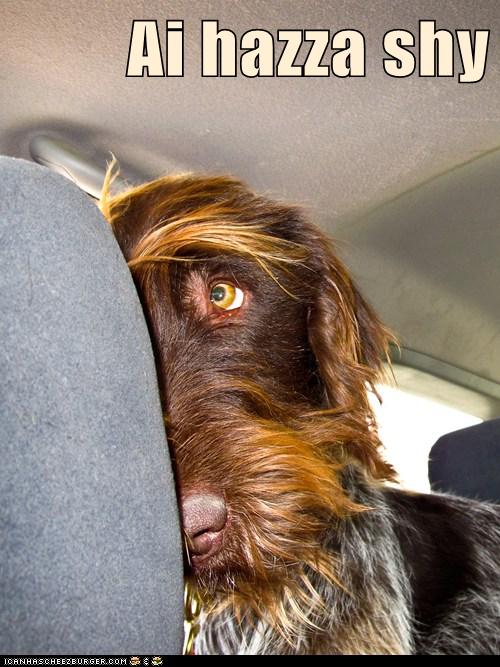 I Can Has Cheezburger? - shy - Page 2 - Funny Animals Online - Cheezburger