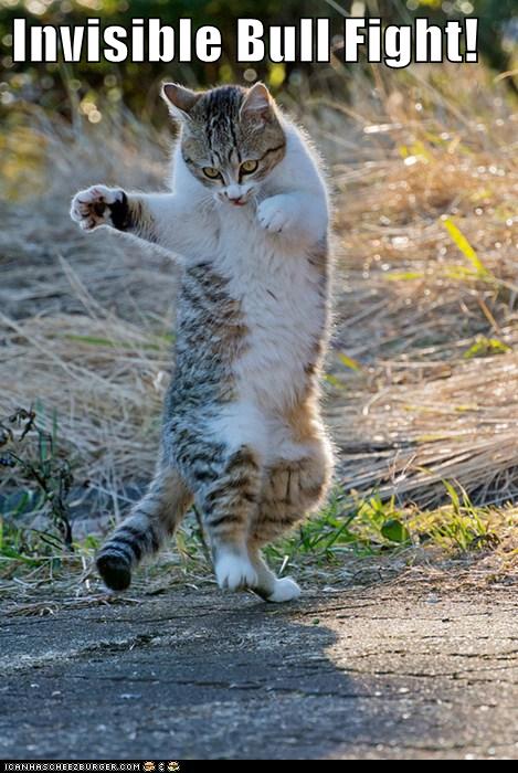 Lolcats - bull - LOL at Funny Cat Memes - Funny cat pictures with words ...