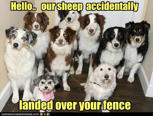 I Has A Hotdog - australian shepherd - Page 2 - Funny Dog Pictures ...