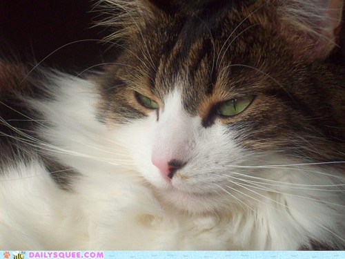 Reader Squee: Loki Relaxing - Daily Squee - Cute Animals - Cute Baby ...