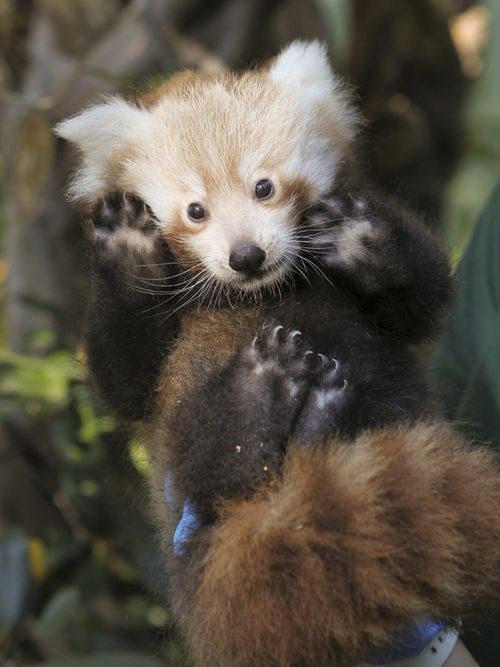 Daily Squee - feet - Cute Animals in the Cutest Pictures Ever and even ...