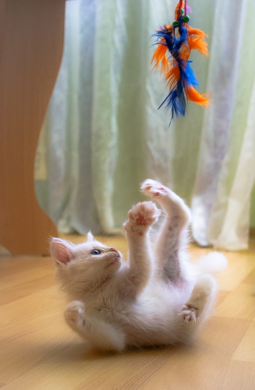 Cyoot Kitteh of teh Day: Feather Fun - I Can Has Cheezburger?
