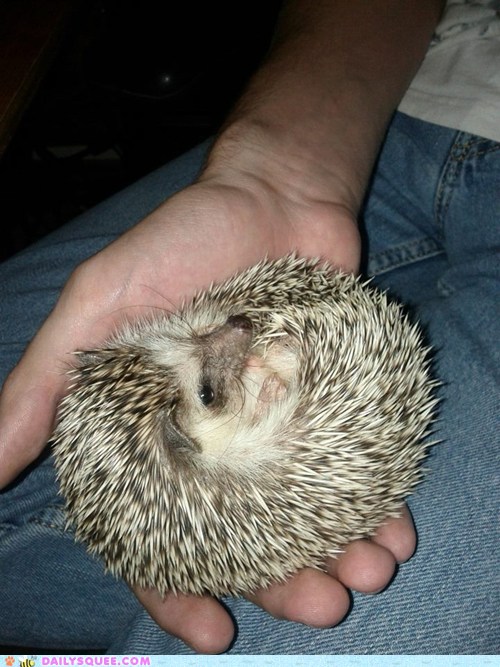 Reader Squee: Umi Zoomi - Daily Squee - Cute Animals - Cute Baby ...