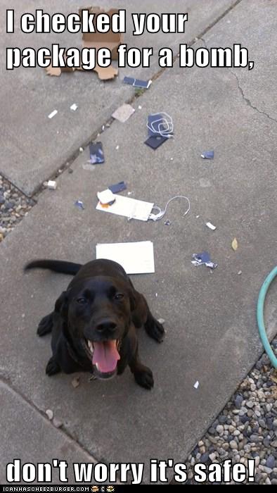 It's Safe! - I Has A Hotdog - Dog Pictures - Funny pictures of dogs ...