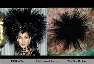 Memebase - Sea Urchin - All Your Memes In Our Base - Funny Memes ...