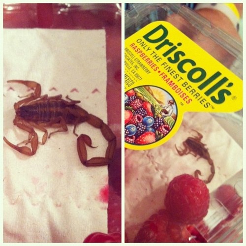 FAIL Blog - scorpion - Epic FAILs funny videos - Funny Fails - Cheezburger