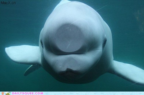 Daily Squee - beluga whale - Page 2 - Cute Animals in the Cutest ...