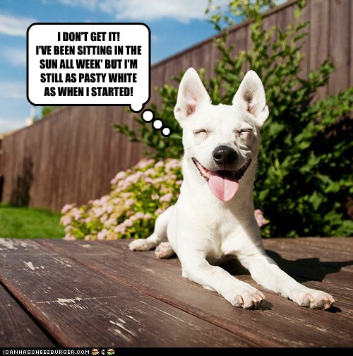 I Has A Hotdog - sunshine - Funny Dog Pictures | Dog Memes | Puppy ...