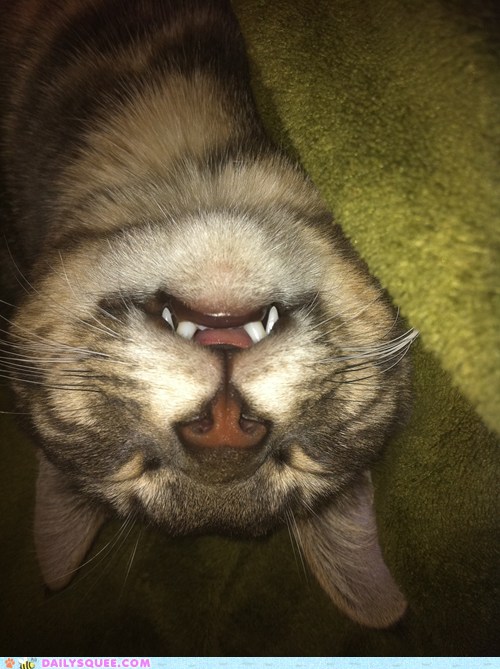 Reader Squee: Woody Sleeping - Daily Squee - Cute Animals - Cute Baby ...