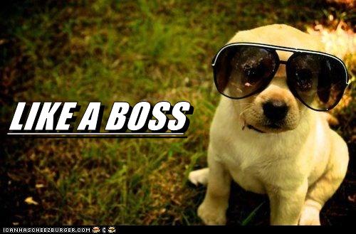 I Has A Hotdog - Like a Boss - Funny Dog Pictures | Dog Memes | Puppy ...