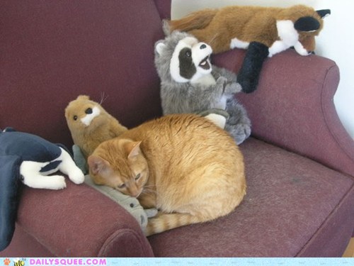 Reader Squee: MY Spot! - Daily Squee - Cute Animals - Cute Baby Animals ...