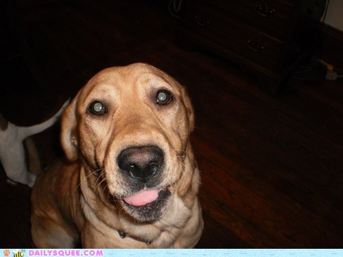 Reader Squee: Barrett the Dog - Daily Squee - Cute Animals - Cute Baby ...