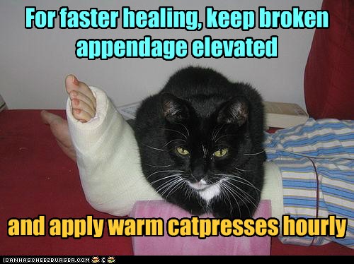 Lolcats - heal - LOL at Funny Cat Memes - Funny cat pictures with words ...