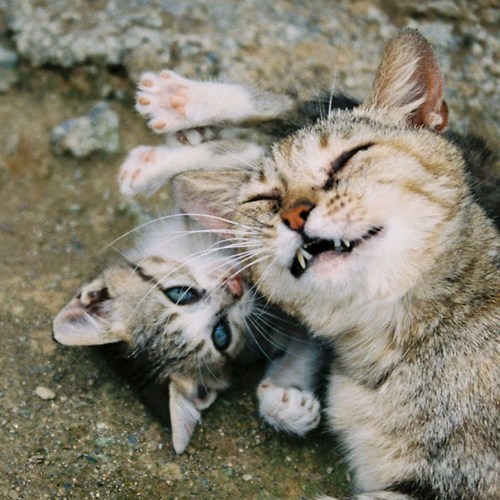 Cyoot Kittehs of teh Day: My Pride and Joy - I Can Has Cheezburger?