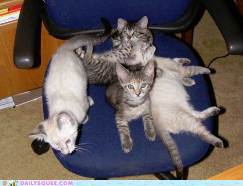 Reader Squee: Rescued Barn Kittens - Daily Squee - Cute Animals - Cute ...