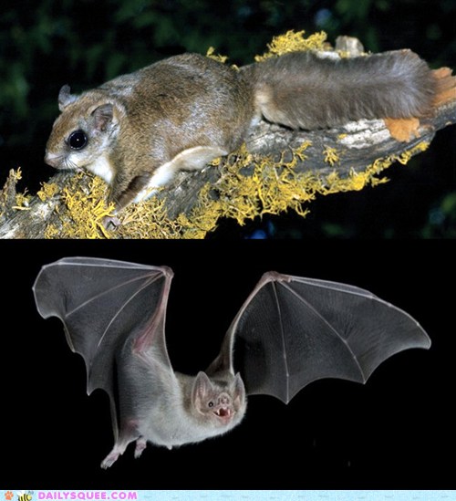 Squee Spree: Flying Squirrel vs. Bat - Daily Squee - Cute Animals ...