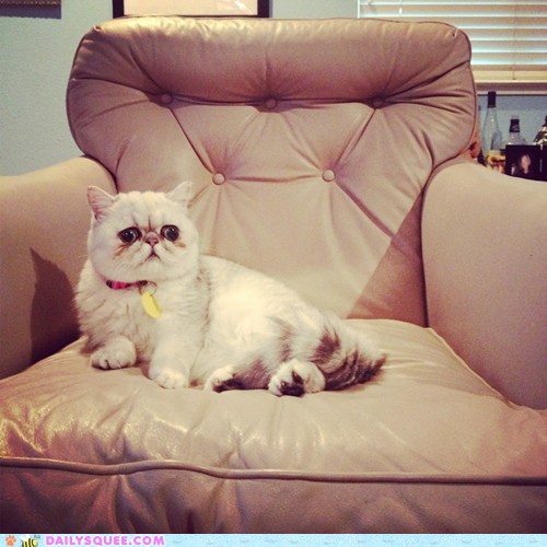 Reader Squee: Madam Mim - Daily Squee - Cute Animals - Cute Baby ...