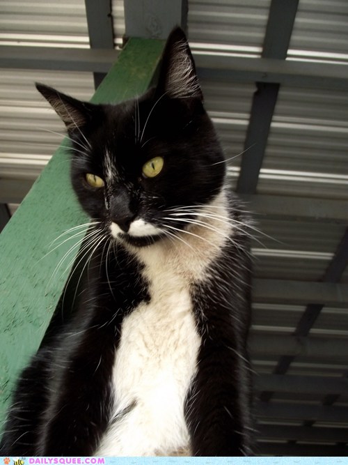 Reader Squee: Stanly - Daily Squee - Cute Animals - Cute Baby Animals ...