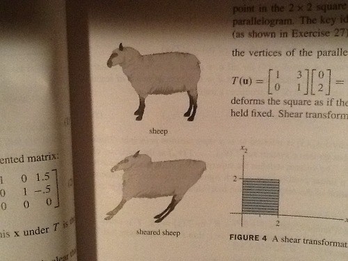 Puns - sheep - Funny Puns - Pun Pictures - Cheezburger