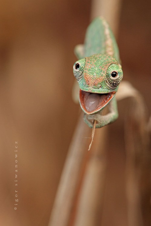 I Can Has Cheezburger? - chameleon - Page 3 - Funny Animals Online ...