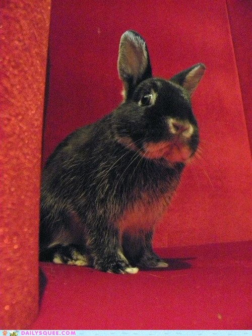 Reader Squee: The Regal Tiberius Surveys Thee - Daily Squee - Cute ...