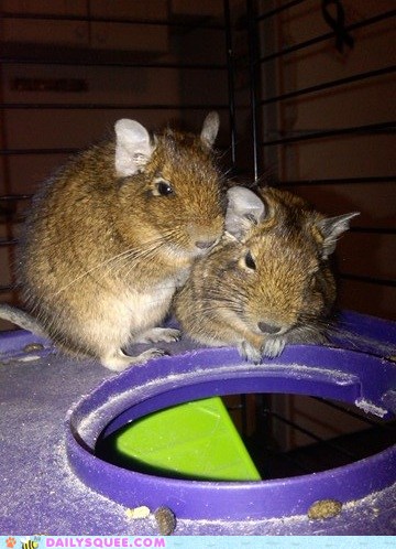 Reader Squee: Scooter and Babsy - Daily Squee - Cute Animals - Cute ...