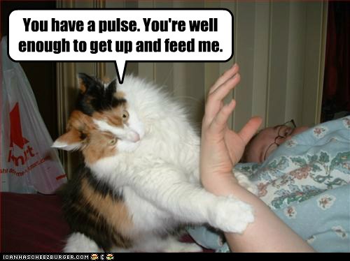 Lolcats - medical - LOL at Funny Cat Memes - Funny cat pictures with ...