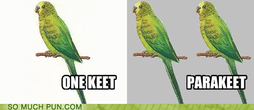 Puns - parakeet - Funny Puns - Pun Pictures - Cheezburger