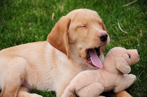 Cyoot Puppy ob teh Day: Itz exhastin bein dis cyoot! - I Has A Hotdog ...