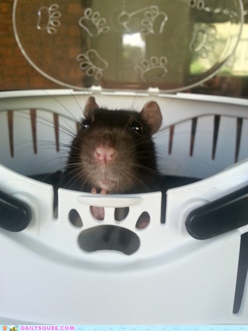 Reader Squee: Pickle - Daily Squee - Cute Animals - Cute Baby Animals ...