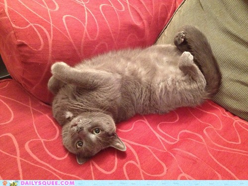 Reader Squee: Is That Really Comfortable? - Daily Squee - Cute Animals ...