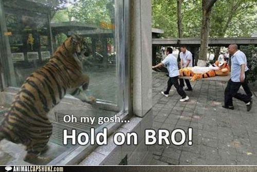 Tigger's With Ceiling Cat Now - Animal Comedy - Animal Comedy, funny ...