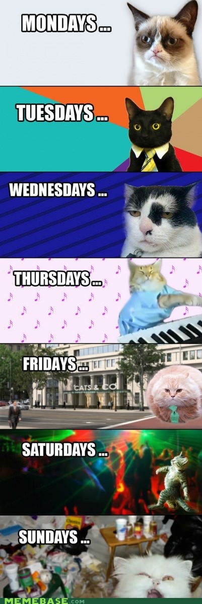 Cats' Week in Timeline - Memebase - Funny Memes