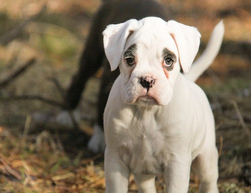 Cyoot Puppy ob teh Day: Droopy - I Has A Hotdog - Dog Pictures - Funny ...