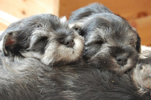 Cyoot Puppy ob teh Day: Baby Bearded Schnauzers - I Has A Hotdog - Dog ...