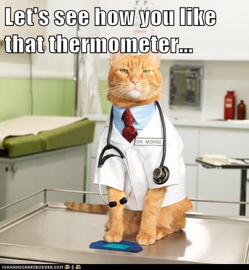 Let's see how you like that thermometer... - Lolcats - lol | cat memes ...