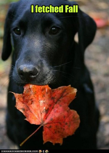 U said u liek fall so... - I Has A Hotdog - Dog Pictures - Funny ...