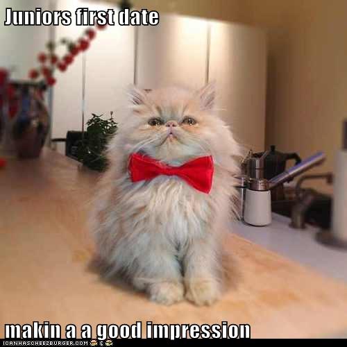 Juniors first date - Lolcats - lol | cat memes | funny cats | funny cat ...