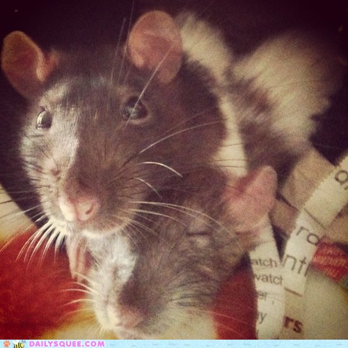 Reader Squee: Rat Squish - Daily Squee - Cute Animals - Cute Baby ...