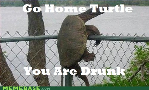 Go Home Turtle...You're Drunk - Memebase - Funny Memes