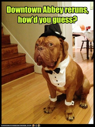 Yeah, it's my favorite show... - I Has A Hotdog - Dog Pictures - Funny ...