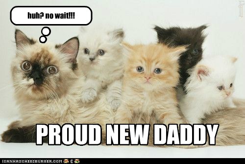 SHE LIE!!! - Lolcats - lol | cat memes | funny cats | funny cat ...