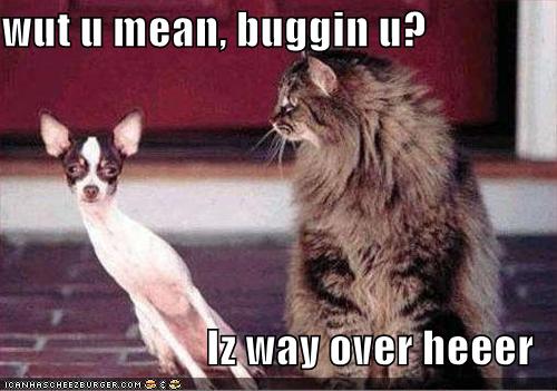 I Can Has Cheezburger?