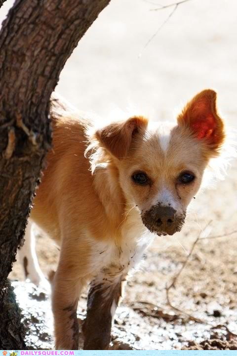 Reader Squee: Maci Likes the Mud - Daily Squee - Cute Animals - Cute ...
