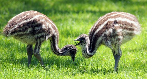Daily Squee - emus - Cute Animals in the Cutest Pictures Ever and even ...