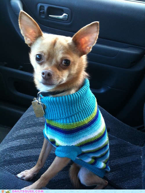 Reader Squee: Too Cold for Walkies! - Daily Squee - Cute Animals - Cute ...