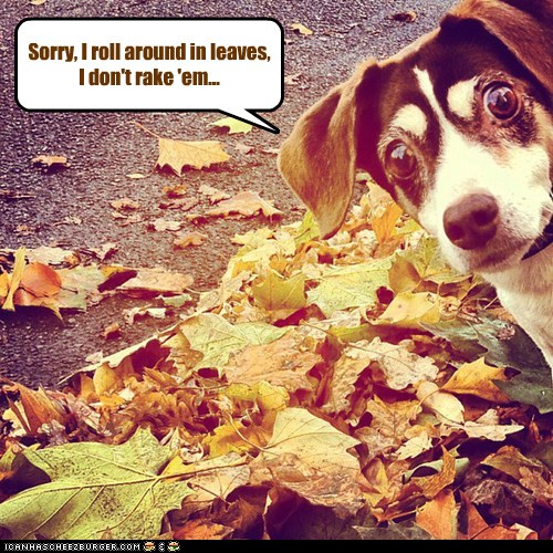 Fall Leaf Memes 40 Fall Memes That Perfectly Capture The Cozy Vibes Of