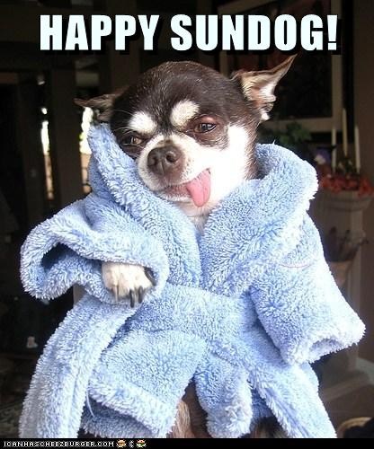 Happy Sundog! - I Has A Hotdog - Dog Pictures - Funny pictures of dogs ...